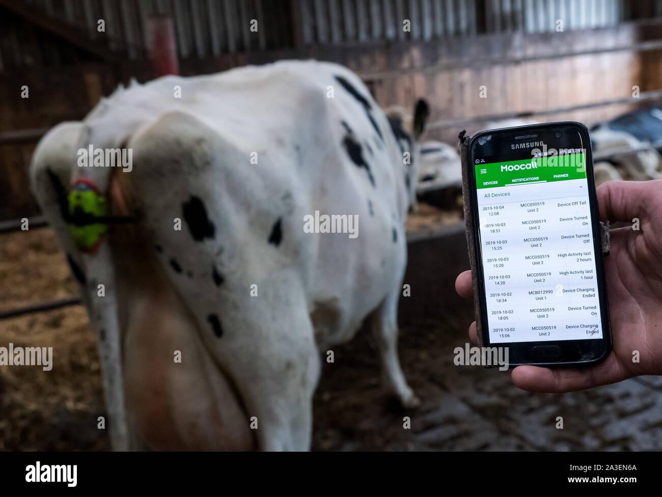 Westerau, Germany. 04th Oct, 2019. A cow carries a so-called "Moocall ...