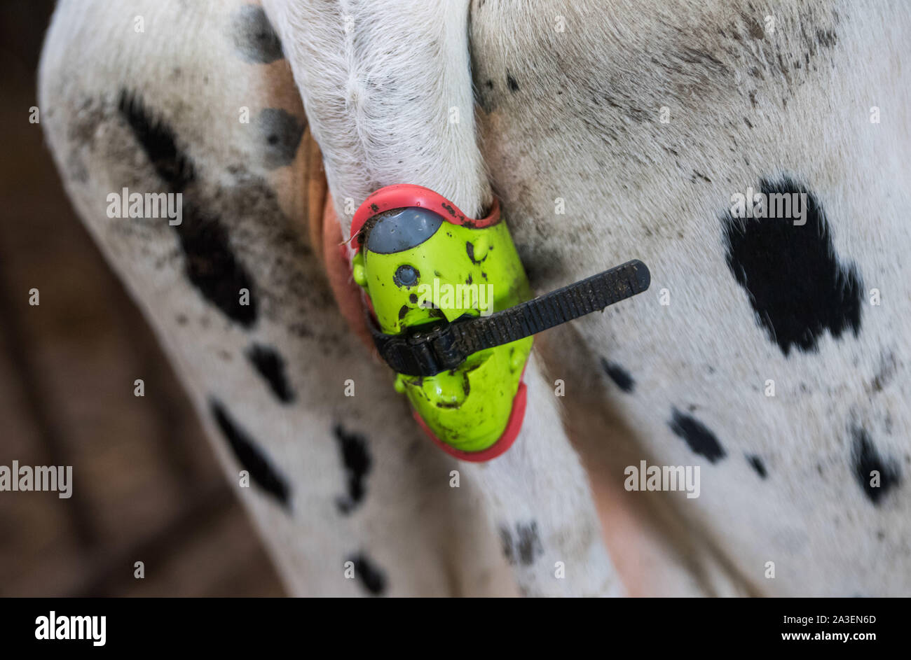 Westerau, Germany. 04th Oct, 2019. A cow carries a so-called "Moocall ...
