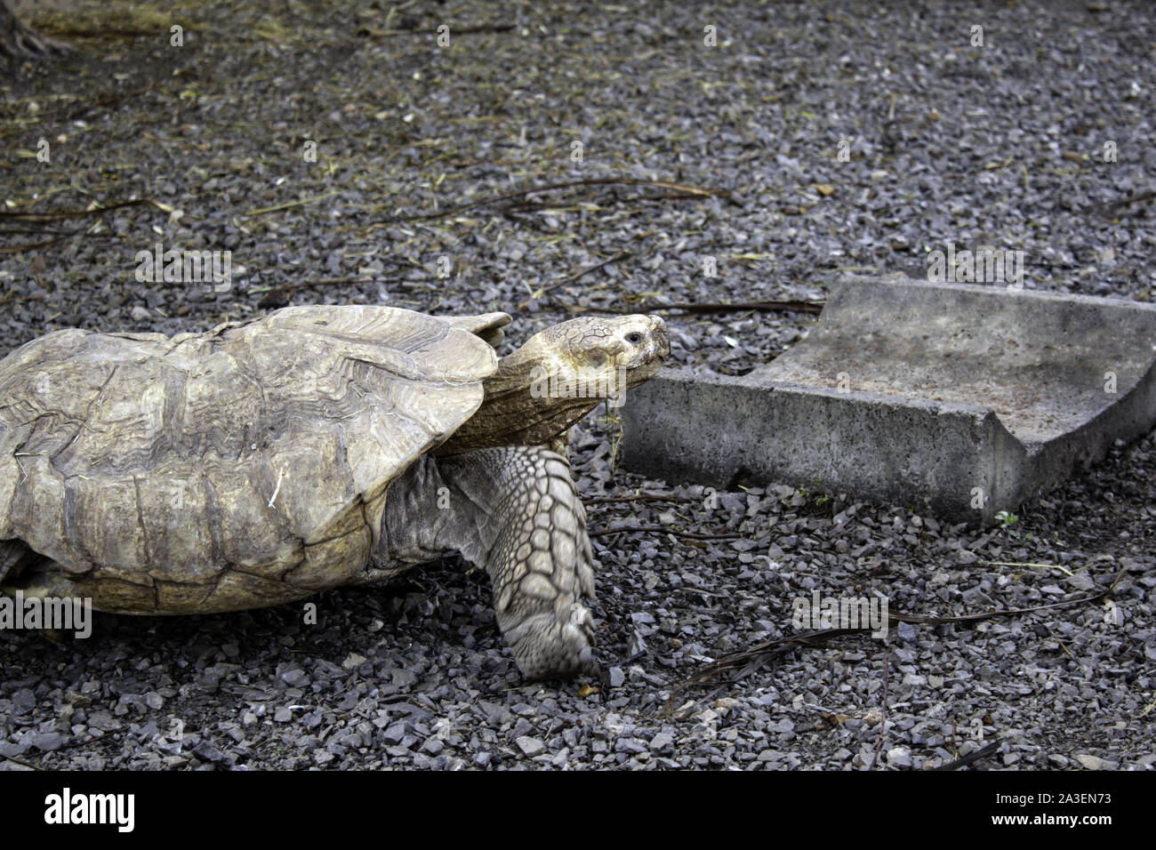 Reptiles of mauritius hi-res stock photography and images - Alamy