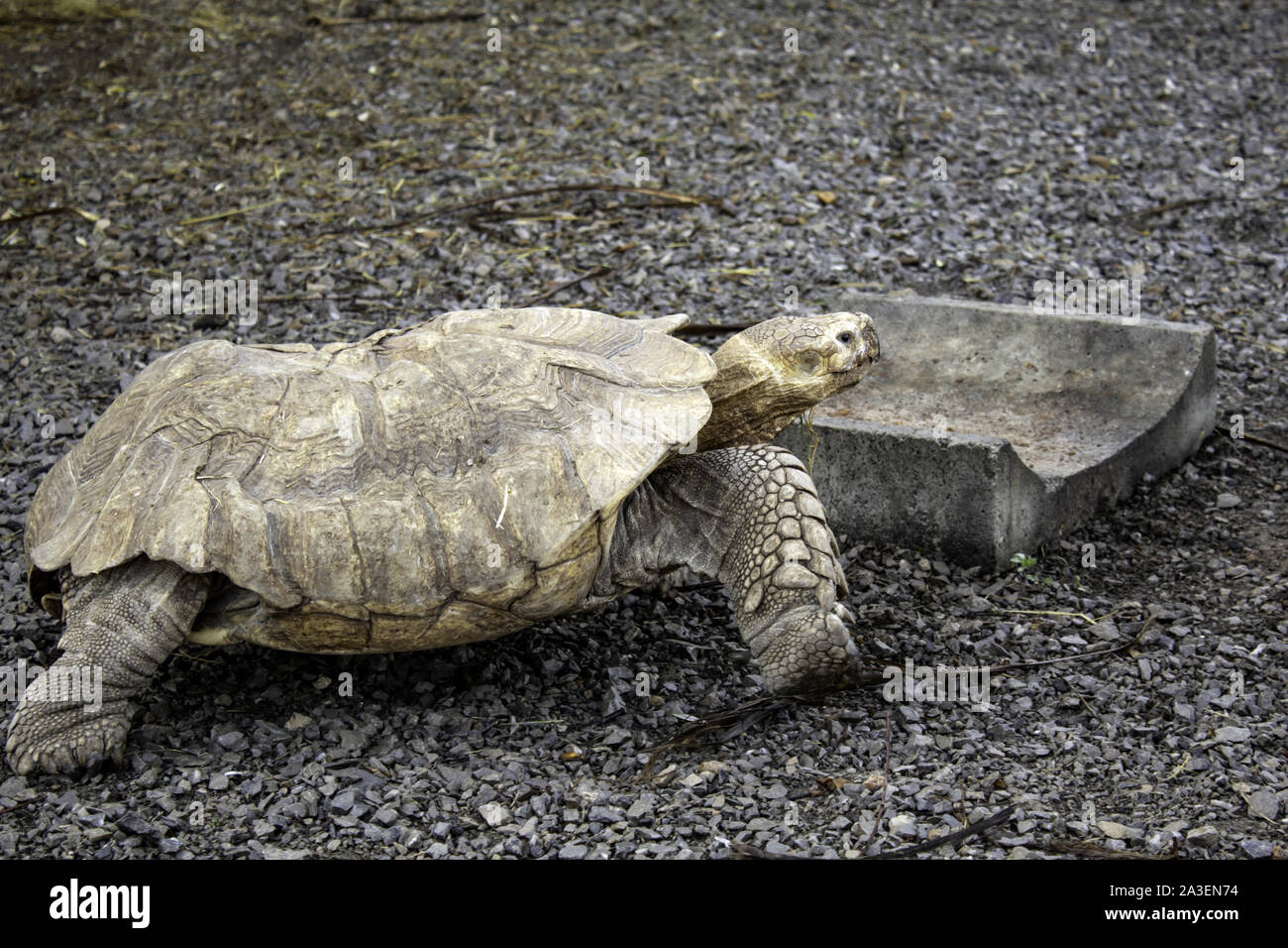Big land turtle, wild animals and reptiles Stock Photo - Alamy