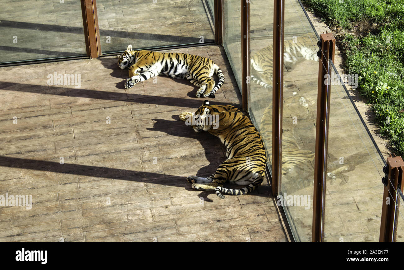 Mammals cage zoo group hi-res stock photography and images - Alamy