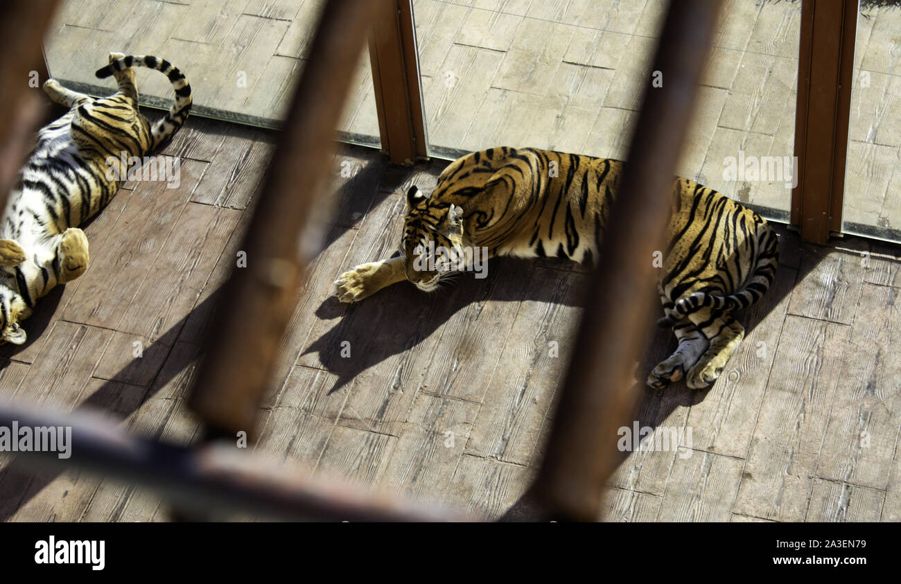 Tigers locked cages, animals without freedom, wild mammals Stock Photo ...