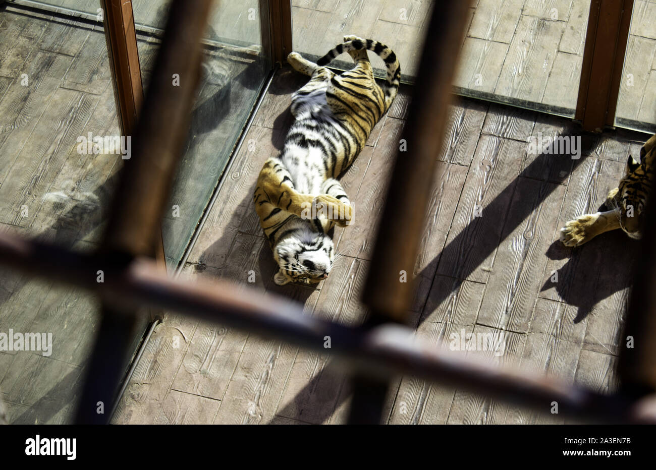 Tigers locked cages, animals without freedom, wild mammals Stock Photo ...