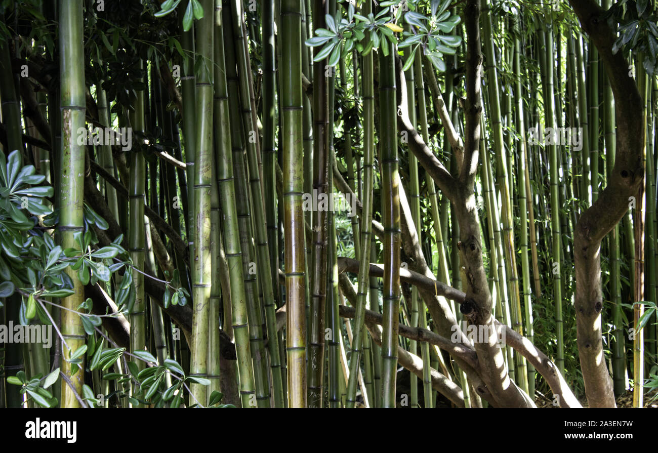 Bamboo logs hi-res stock photography and images - Alamy