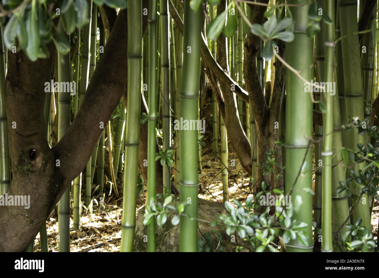 Bamboo logs in natural jungle, environment and landscape Stock Photo ...