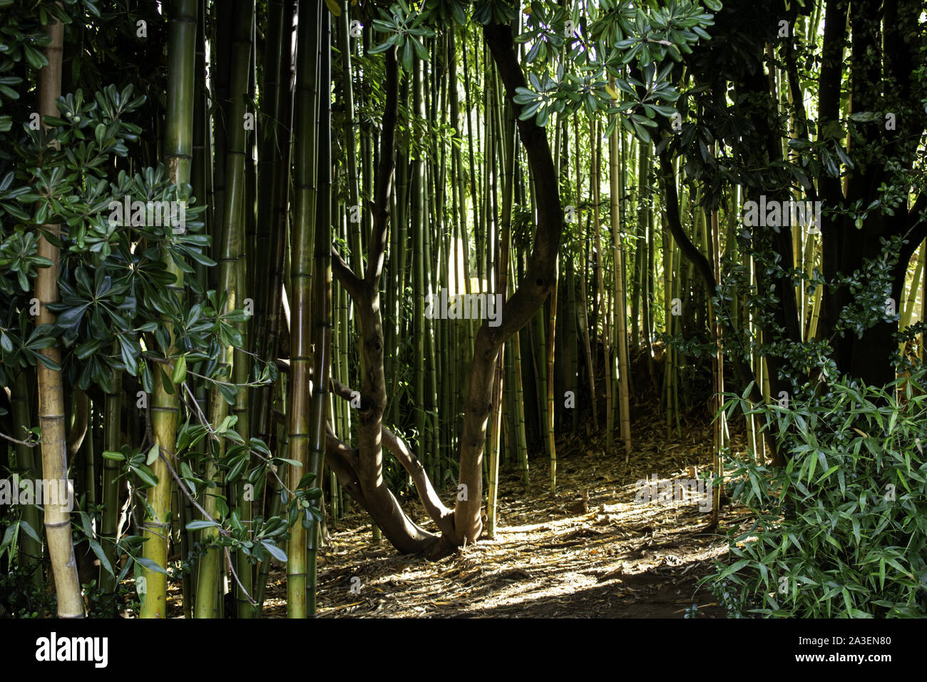 Bamboo logs in natural jungle, environment and landscape Stock Photo ...
