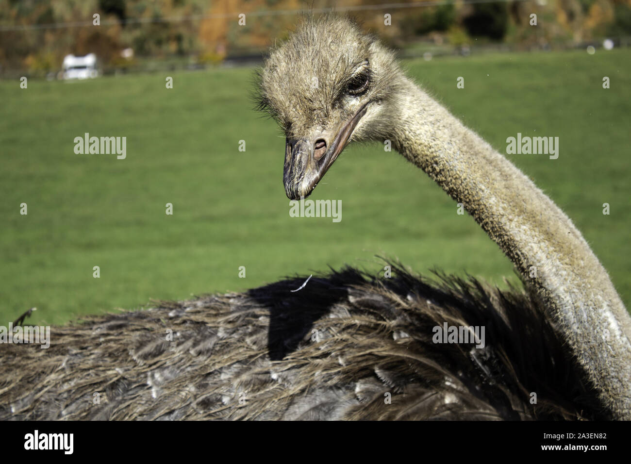 Wild ostrich in natural environment, birds and animals Stock Photo - Alamy