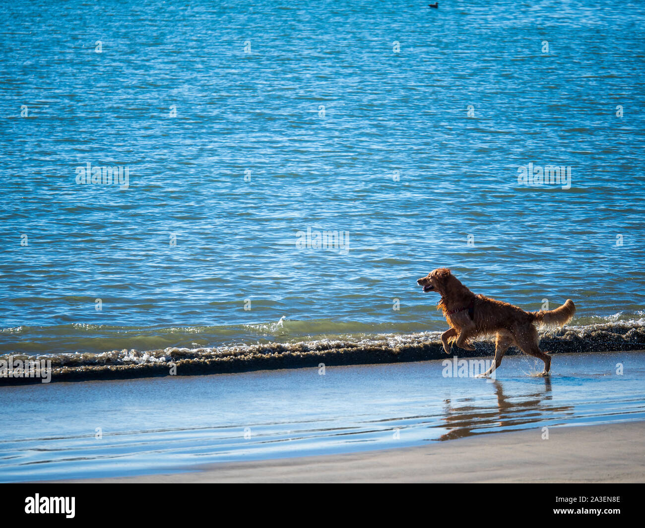 Golden retriever about to jump into ocean water playing on beach Stock ...