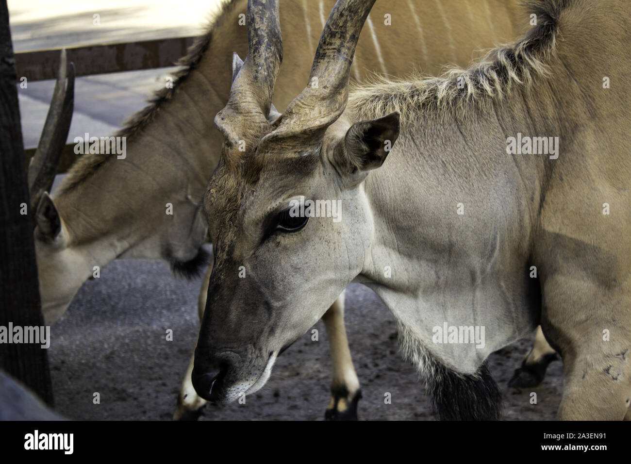 Wild saber antilope in nature, herbivorous animals, landscape Stock ...