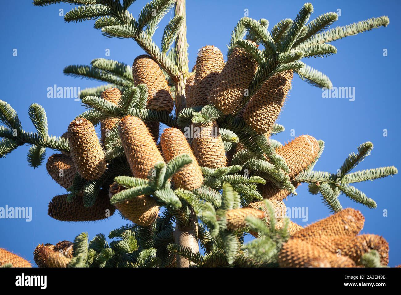 Cedar tree branch male cones hi-res stock photography and images - Alamy