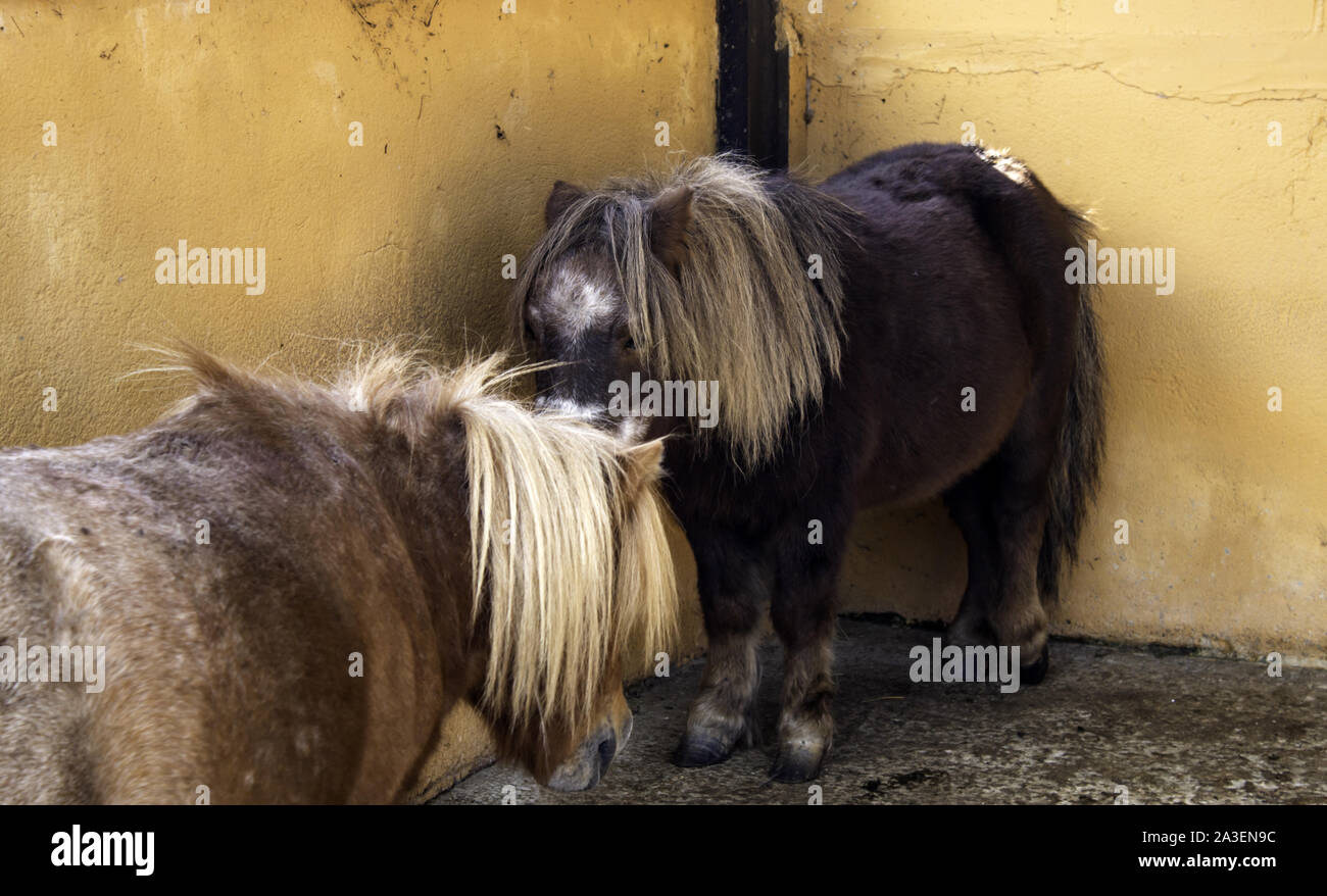 Ponies on farm, herbivorous animals, horses Stock Photo - Alamy