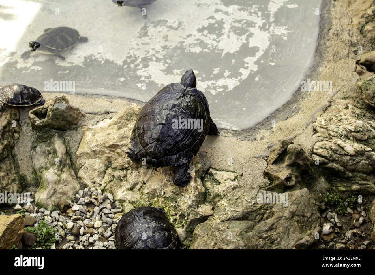 Trionychidae hi-res stock photography and images - Alamy