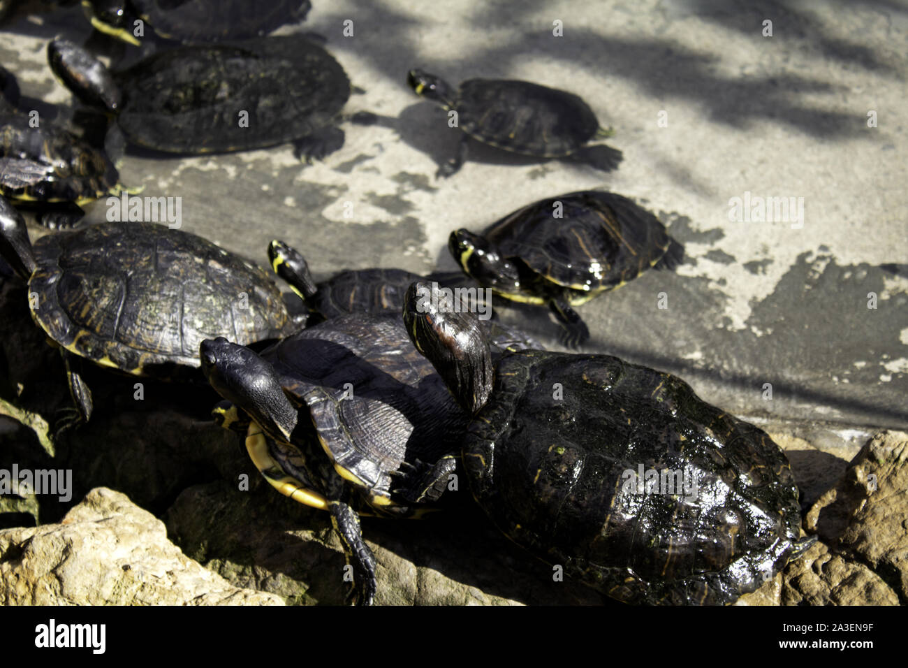 Small turtles in lake, reptiles and amphibians, nature Stock Photo - Alamy