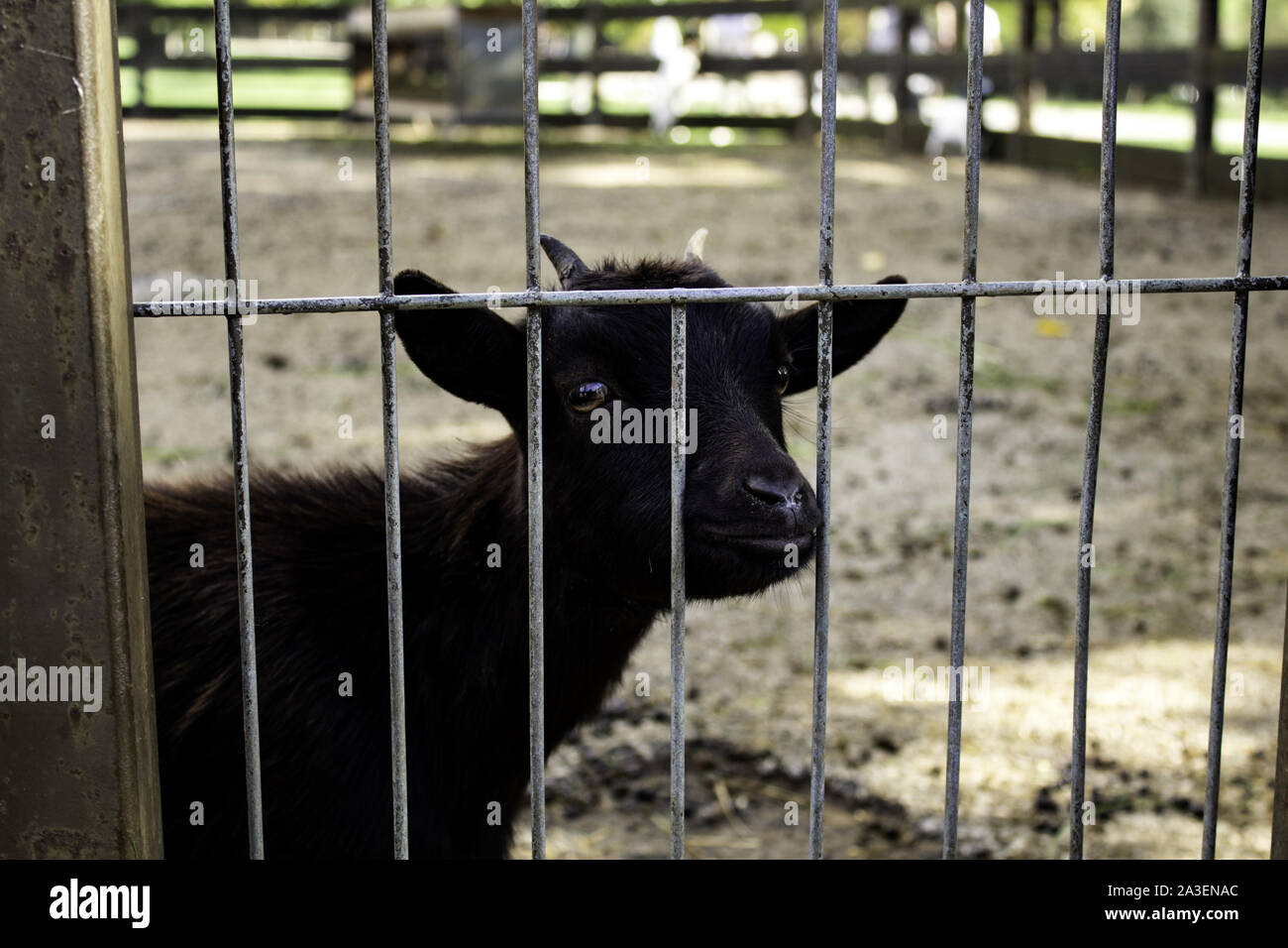 Locked up animals hi-res stock photography and images - Alamy