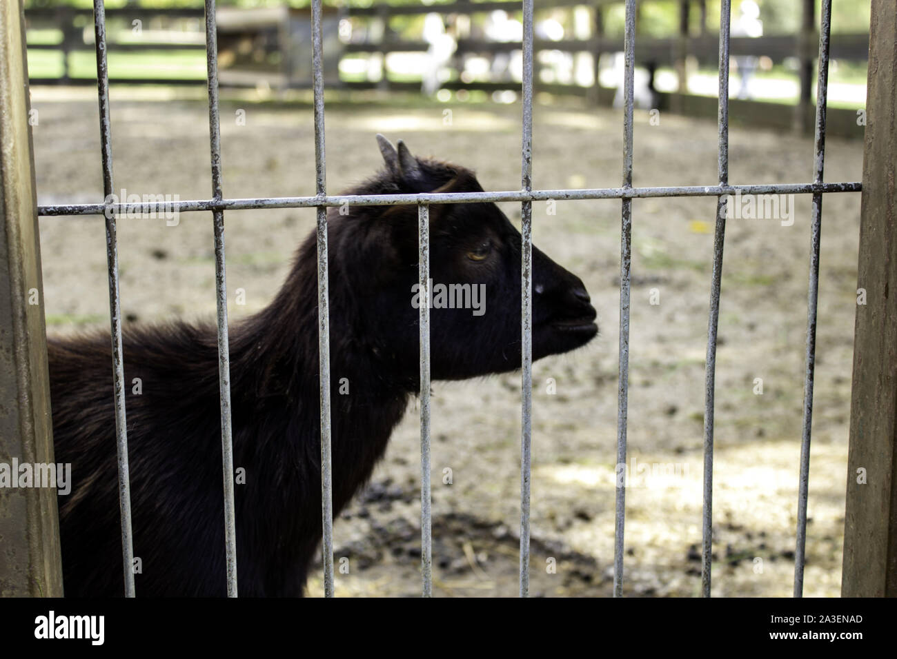 Goat locked up farm, herbivorous animals and livestock industry Stock ...