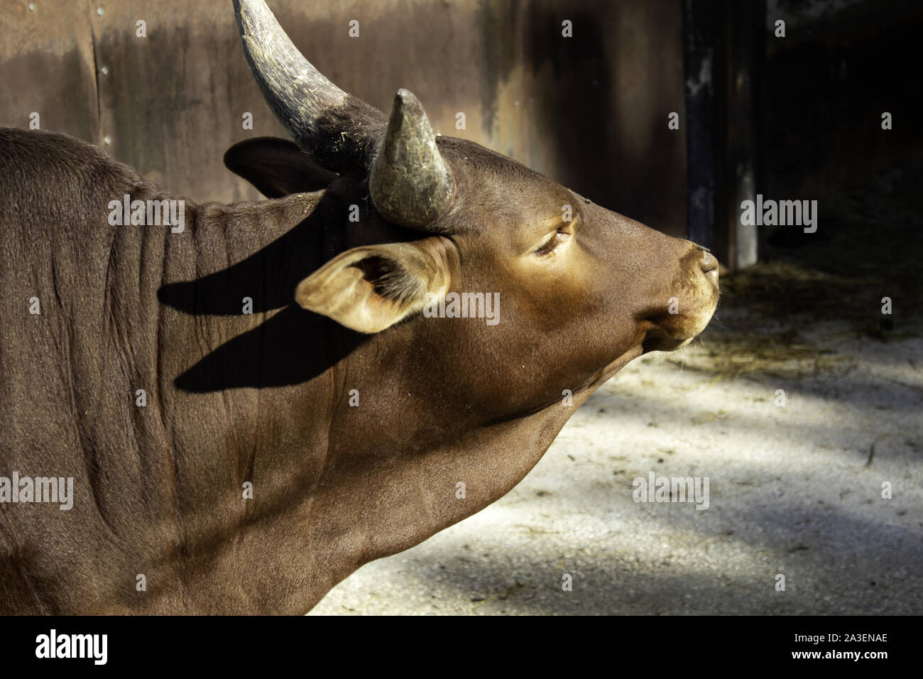Livestock exploitation hi-res stock photography and images - Alamy