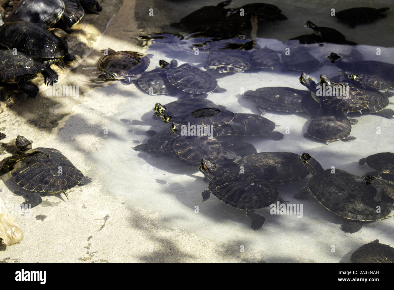 Small reptiles and amphibians hi-res stock photography and images - Alamy