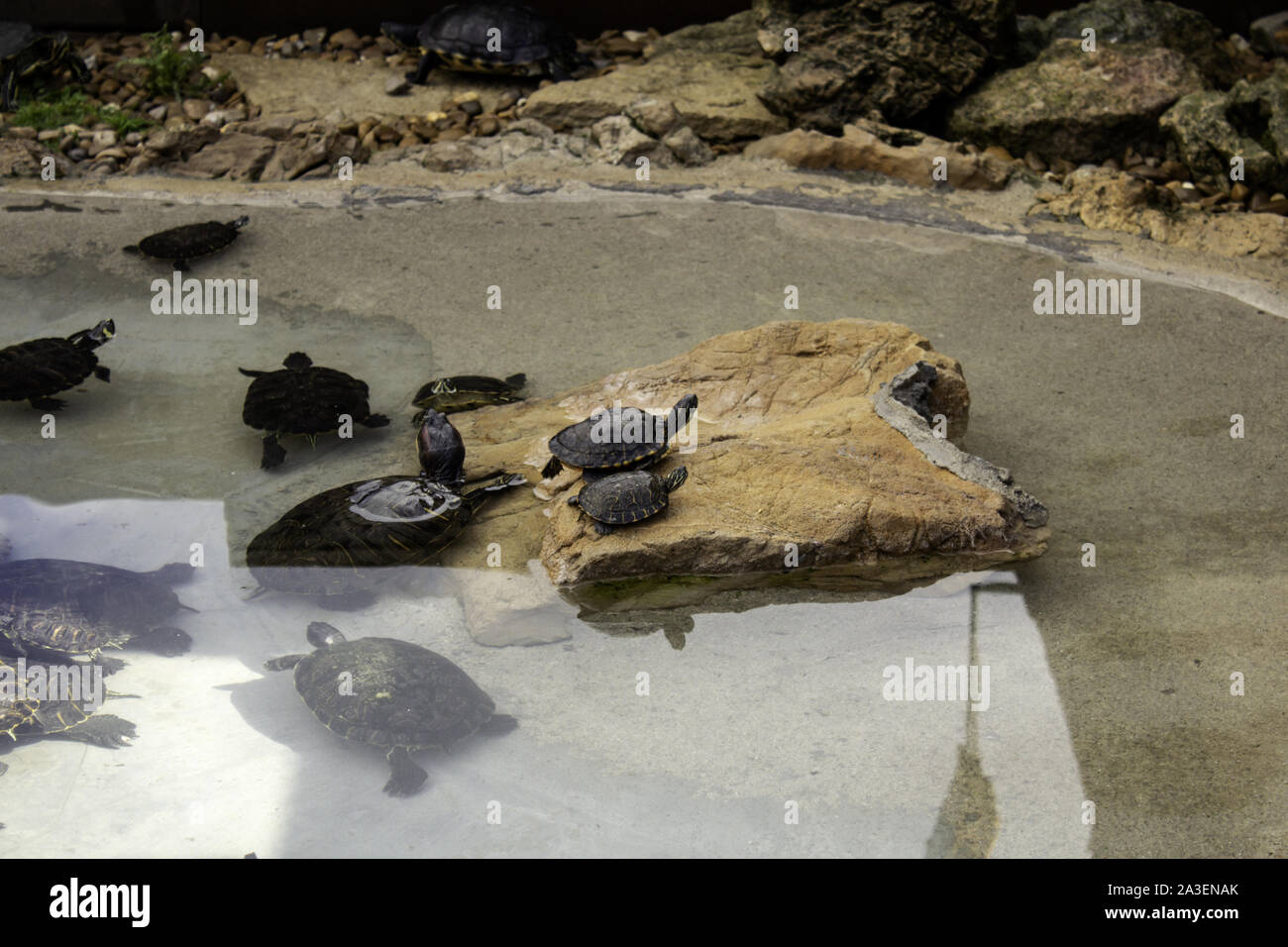 Small turtles in lake, reptiles and amphibians, nature Stock Photo - Alamy