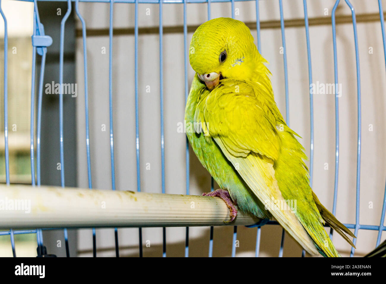 Cute Yellow Parakeets