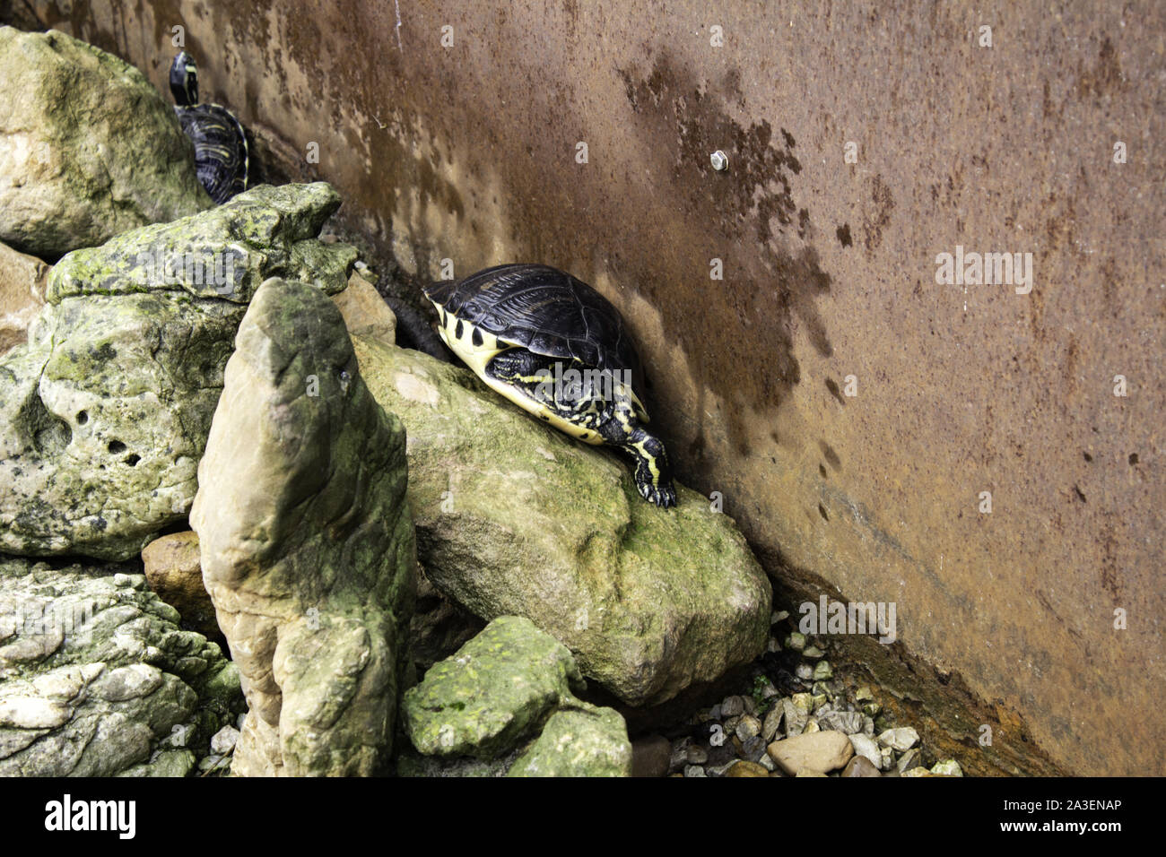 Small turtles in lake, reptiles and amphibians, nature Stock Photo - Alamy