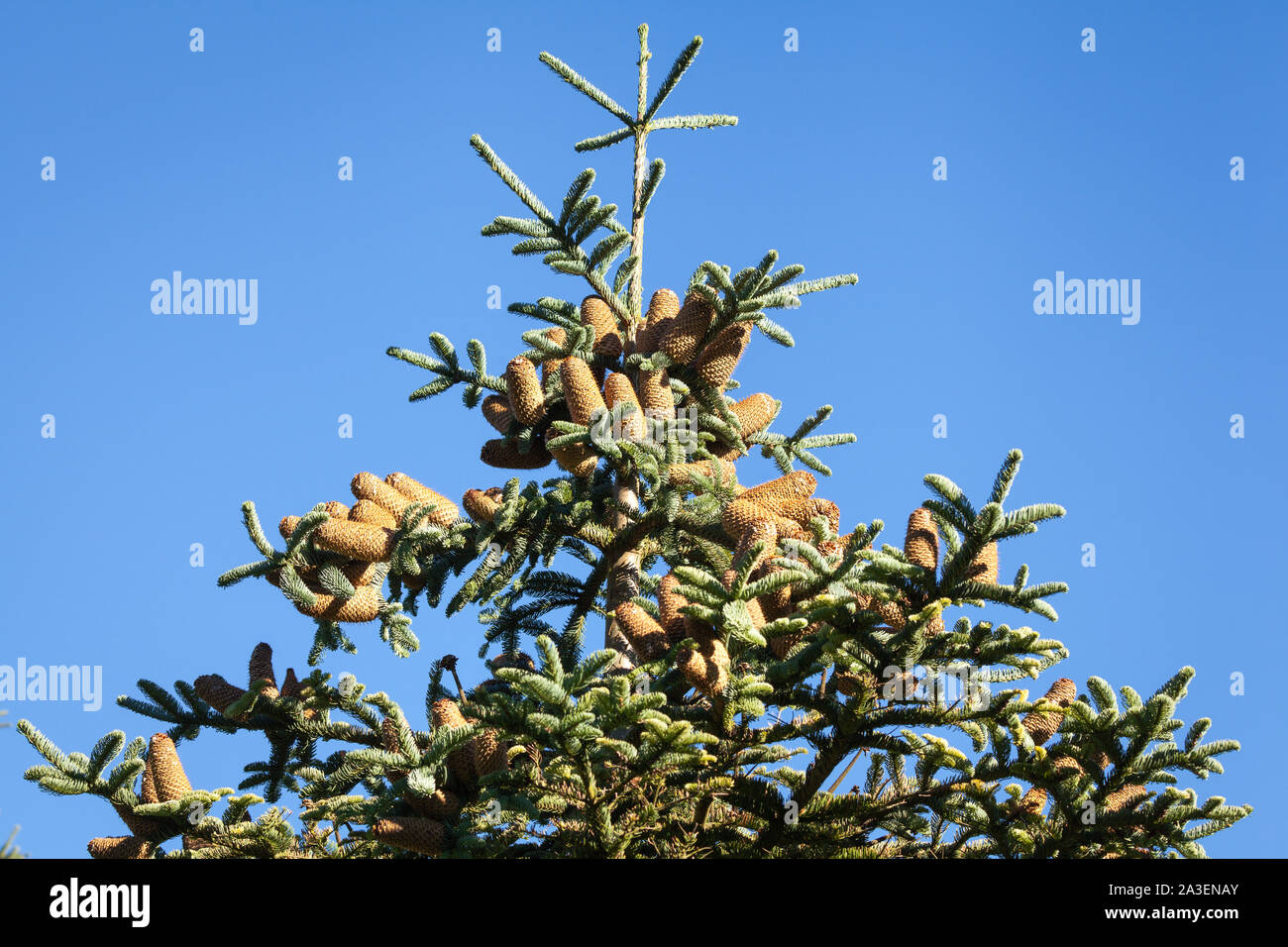 Evergreen fir tree cones hi-res stock photography and images - Alamy