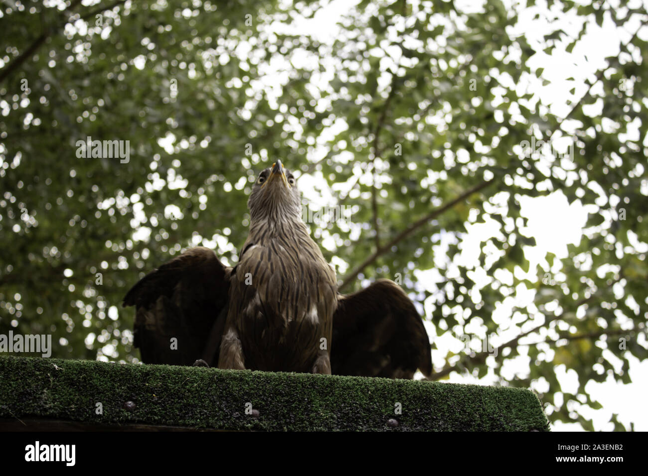 Wild eagle, animals and environment, mammals Stock Photo - Alamy