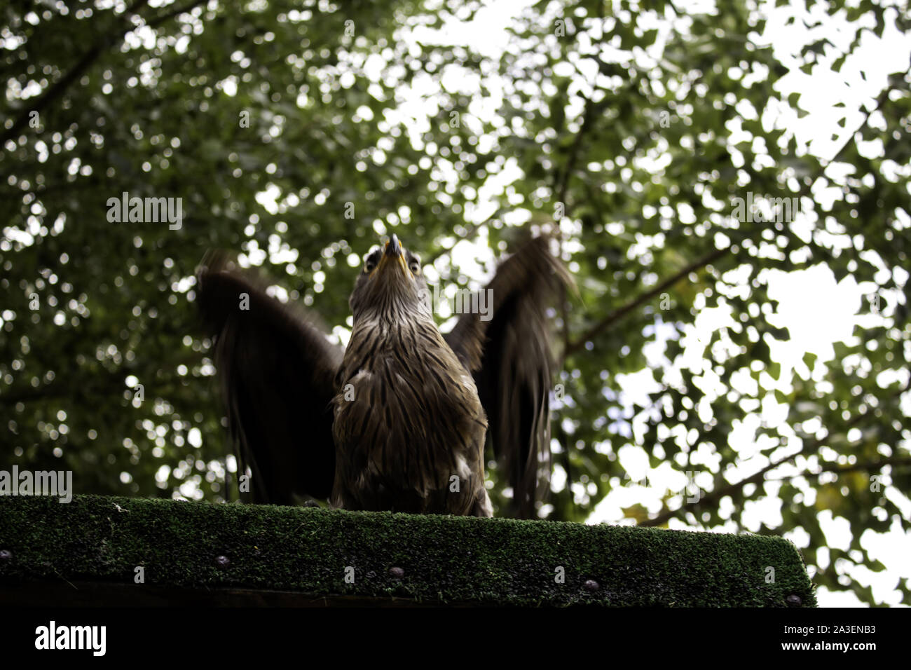 Wild eagle, animals and environment, mammals Stock Photo - Alamy