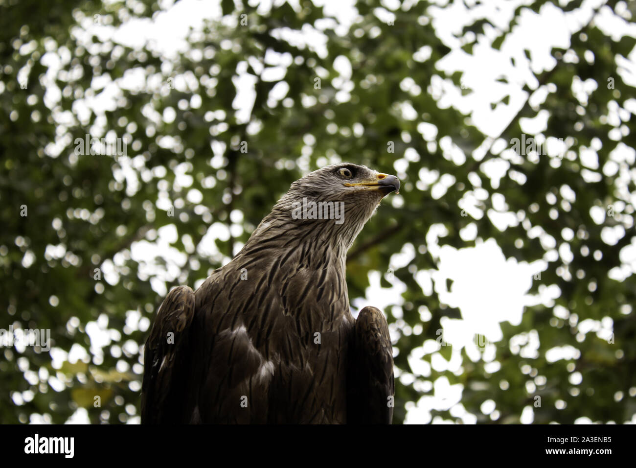Wild eagle, animals and environment, mammals Stock Photo - Alamy