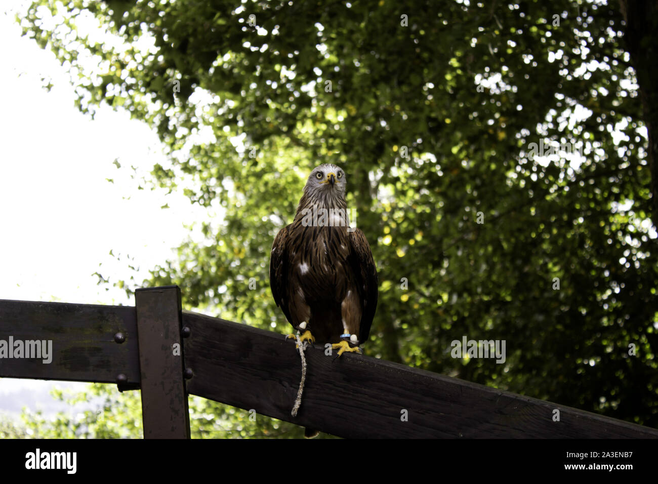 Wild eagle, animals and environment, mammals Stock Photo - Alamy
