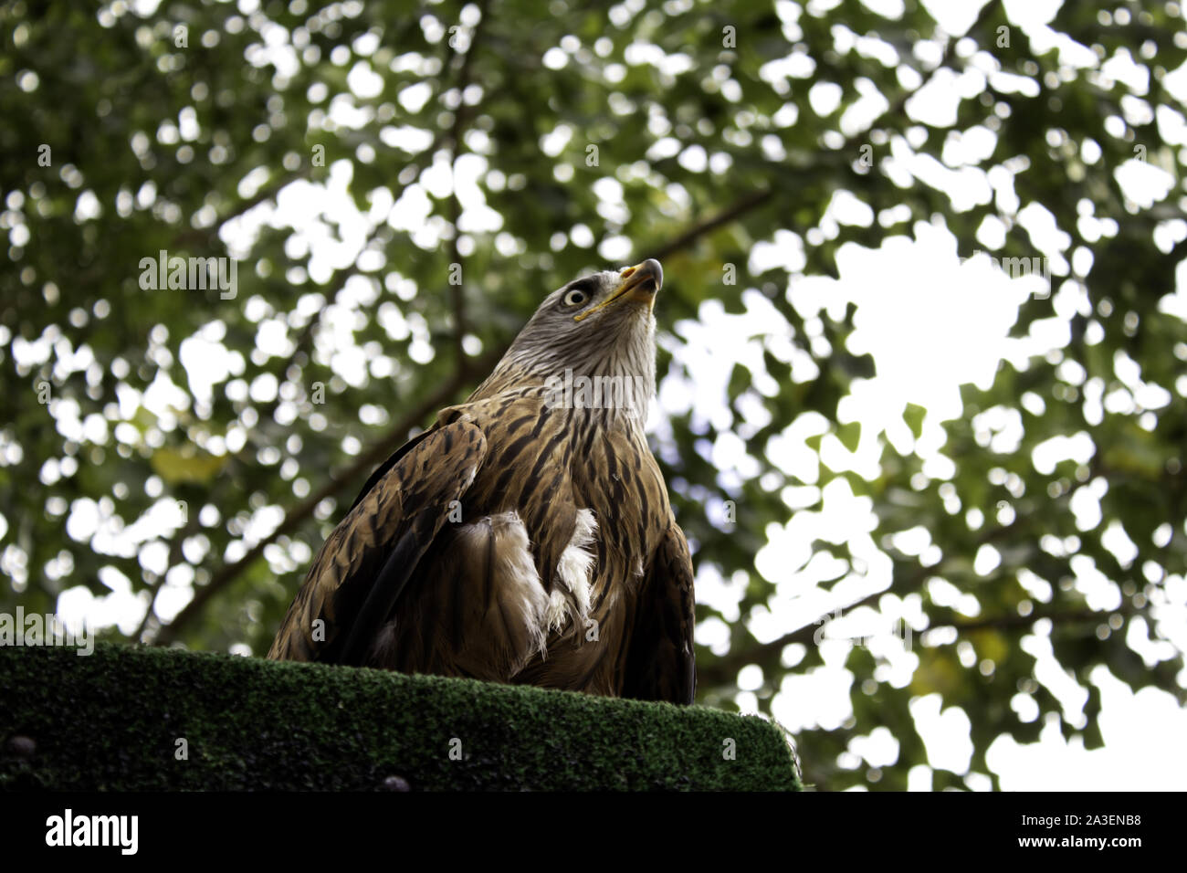 Wild eagle, animals and environment, mammals Stock Photo - Alamy