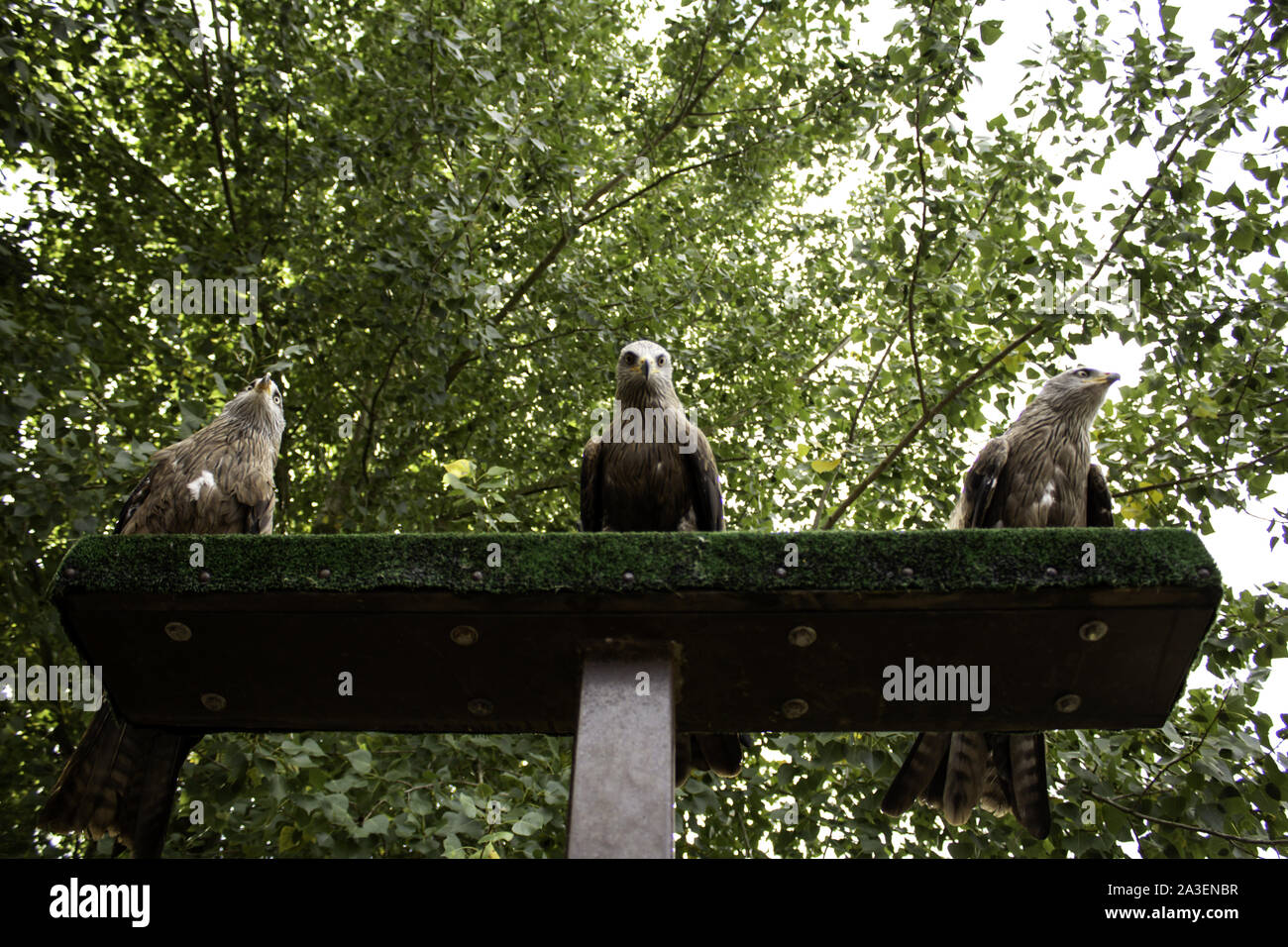 Wild eagle, animals and environment, mammals Stock Photo - Alamy
