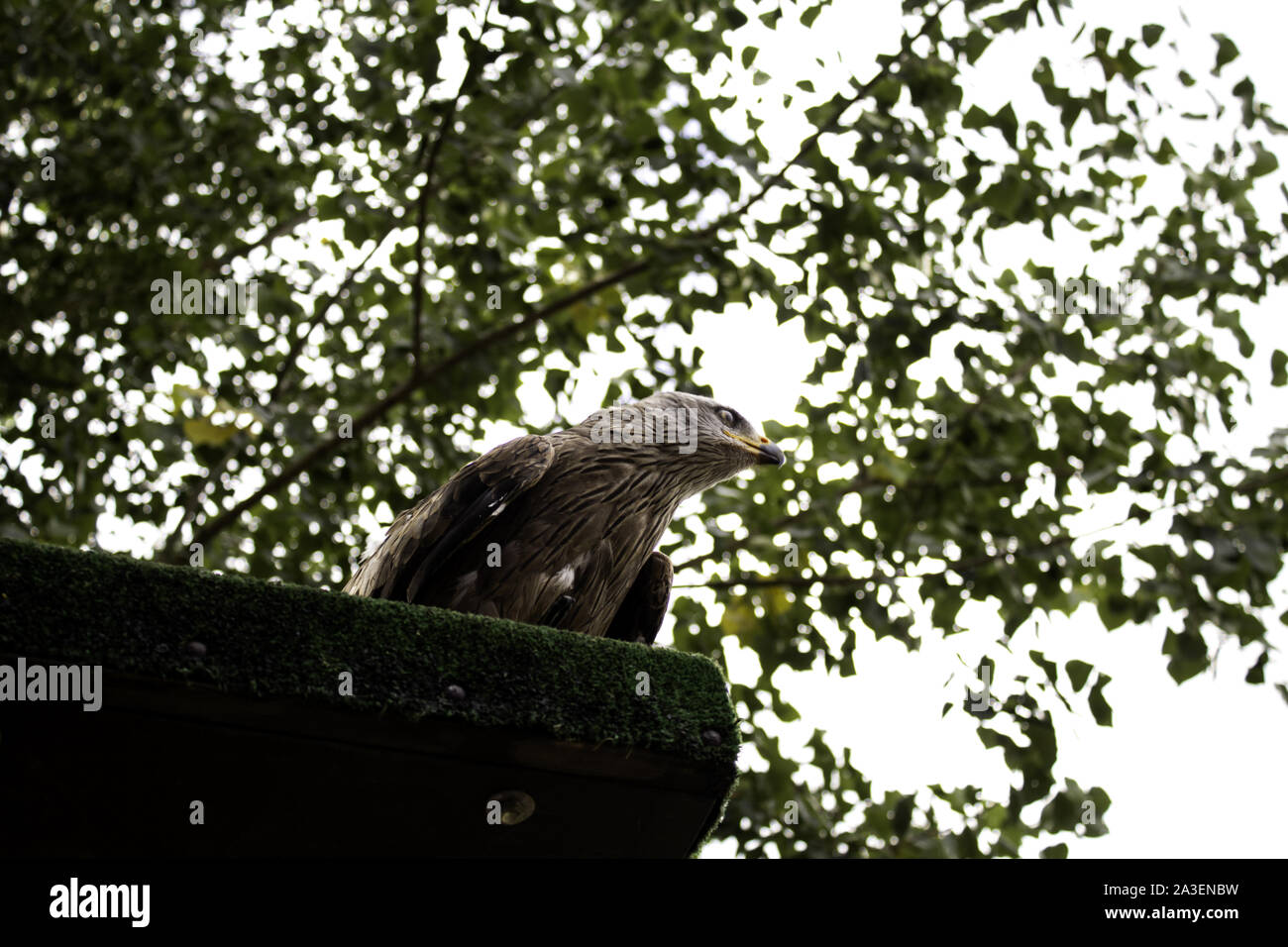 Wild eagle, animals and environment, mammals Stock Photo - Alamy