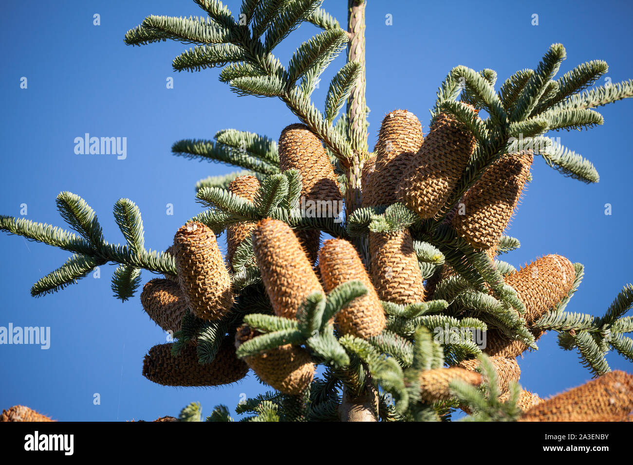Cedar tree branch male cones hi-res stock photography and images - Alamy
