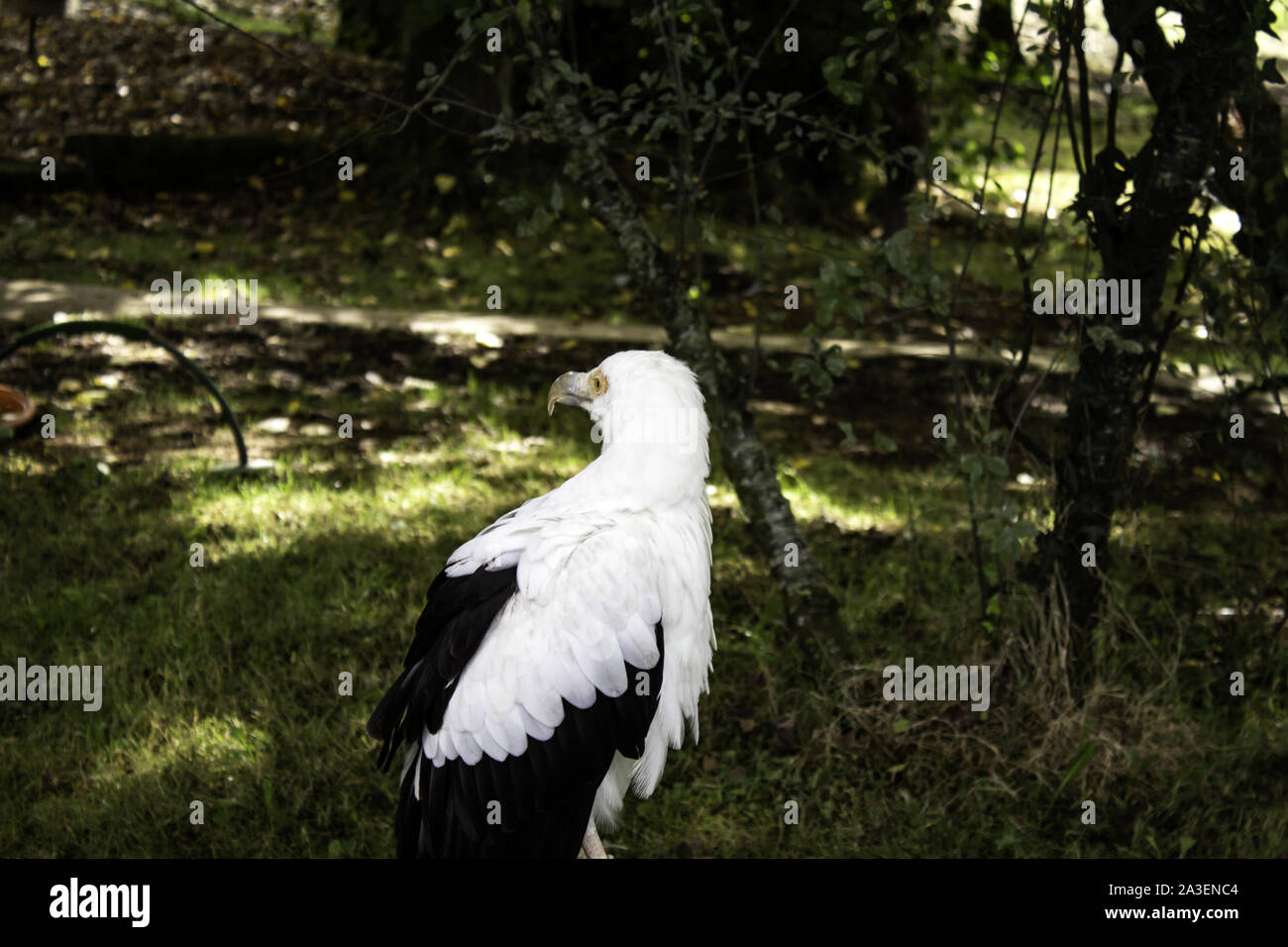 Wild eagle, animals and environment, mammals Stock Photo - Alamy