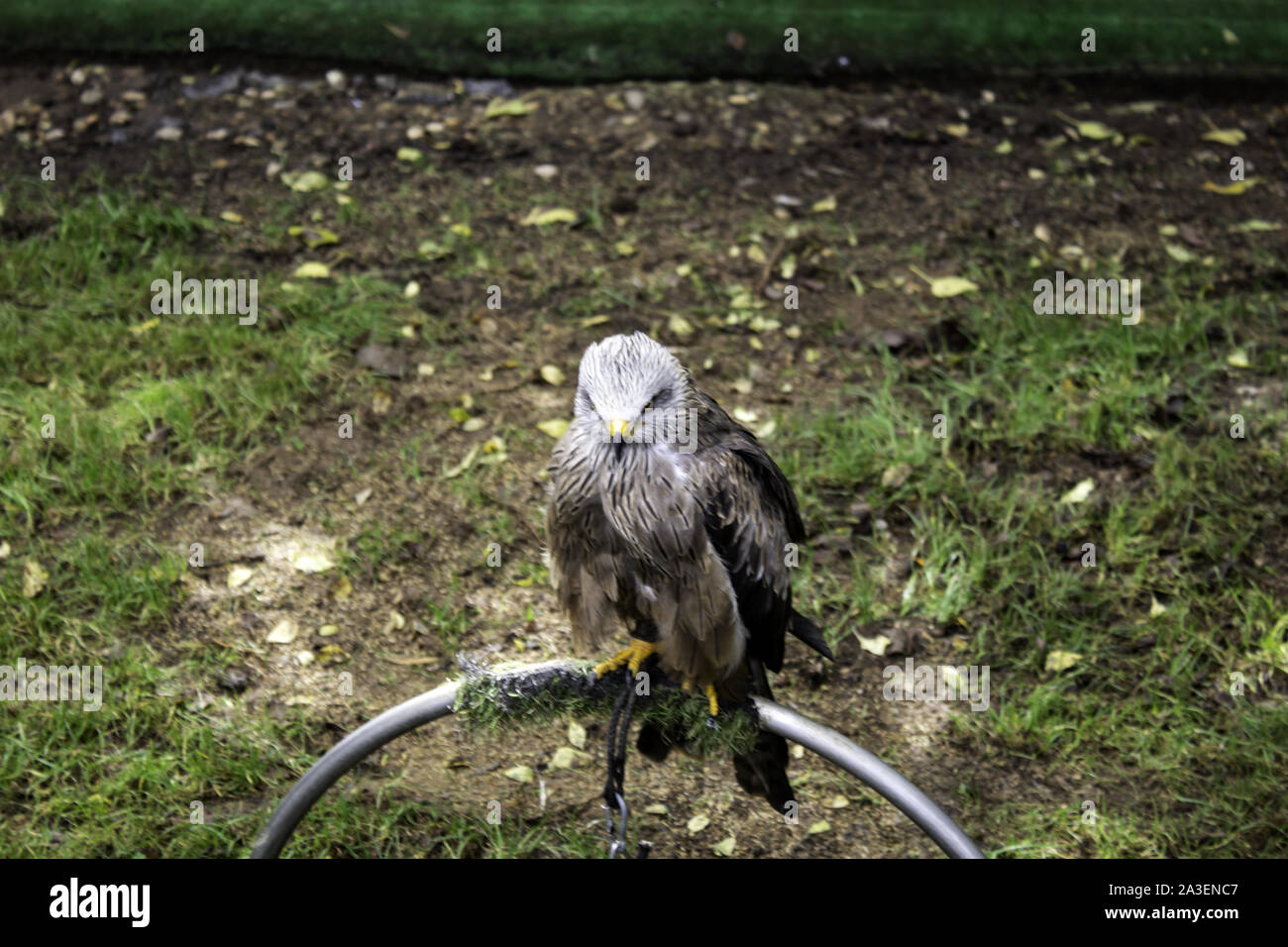 Wild eagle, animals and environment, mammals Stock Photo - Alamy