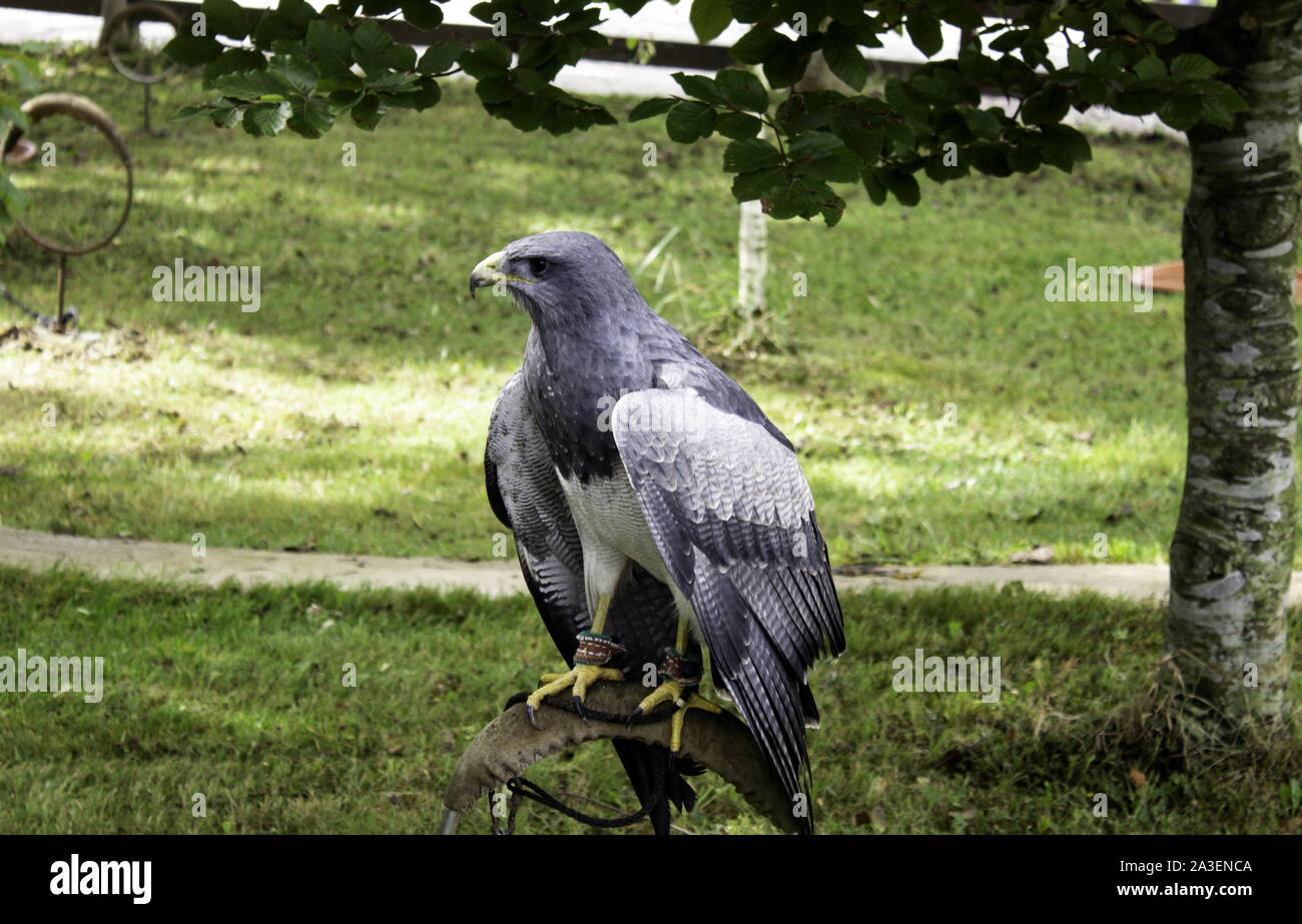 Wild eagle, animals and environment, mammals Stock Photo - Alamy