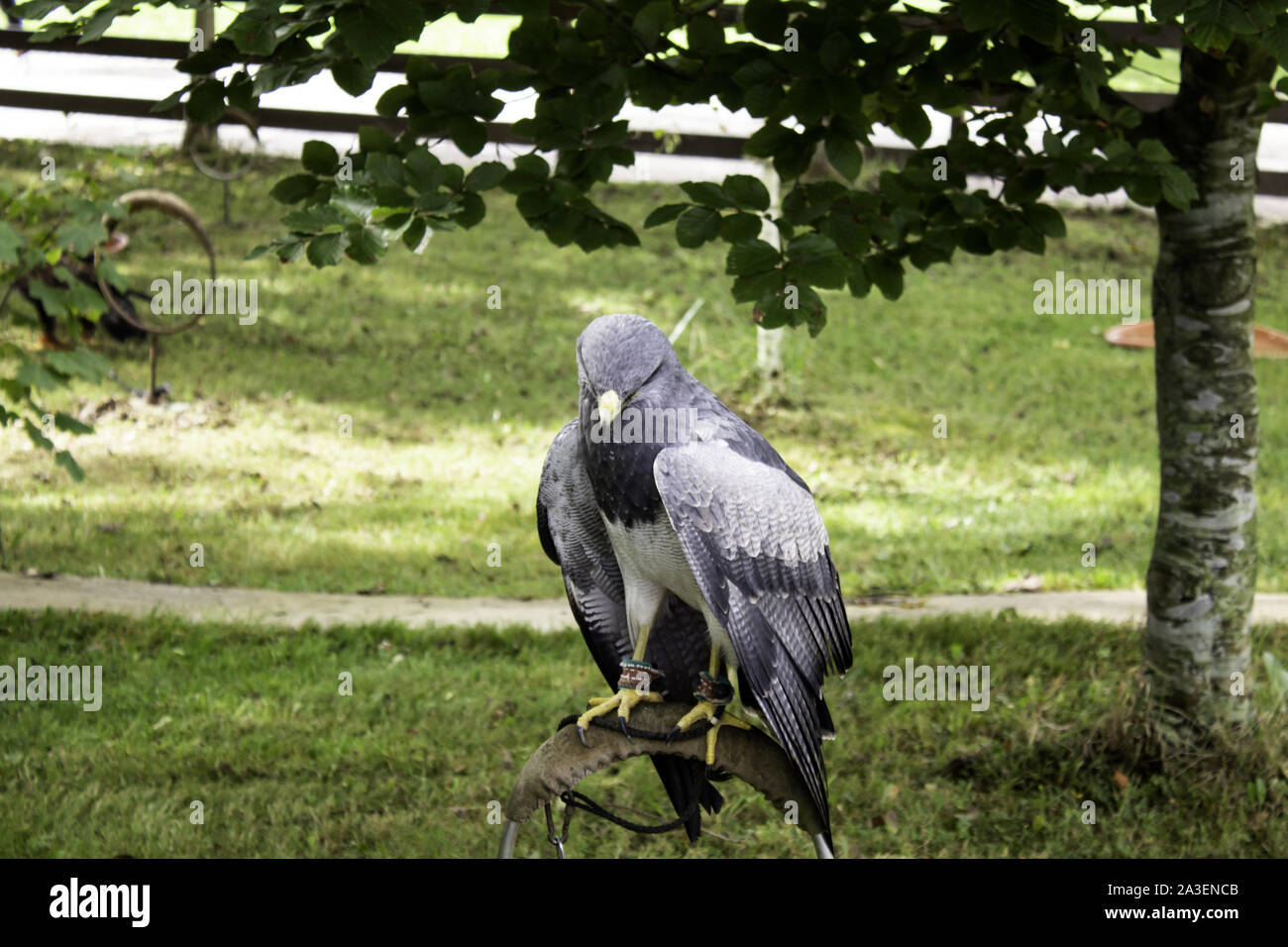 Wild eagle, animals and environment, mammals Stock Photo - Alamy