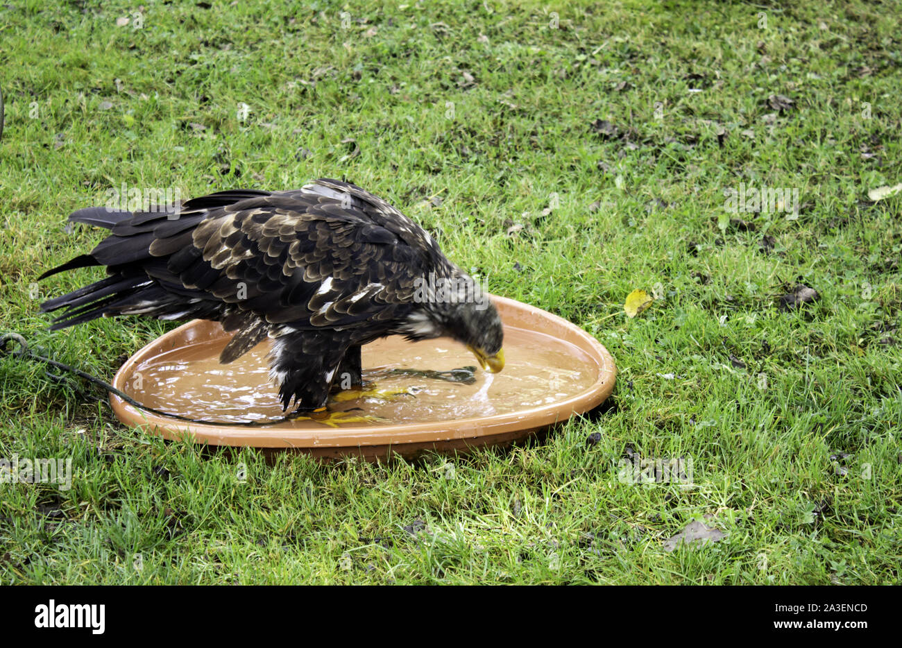 Wild eagle, animals and environment, mammals Stock Photo - Alamy