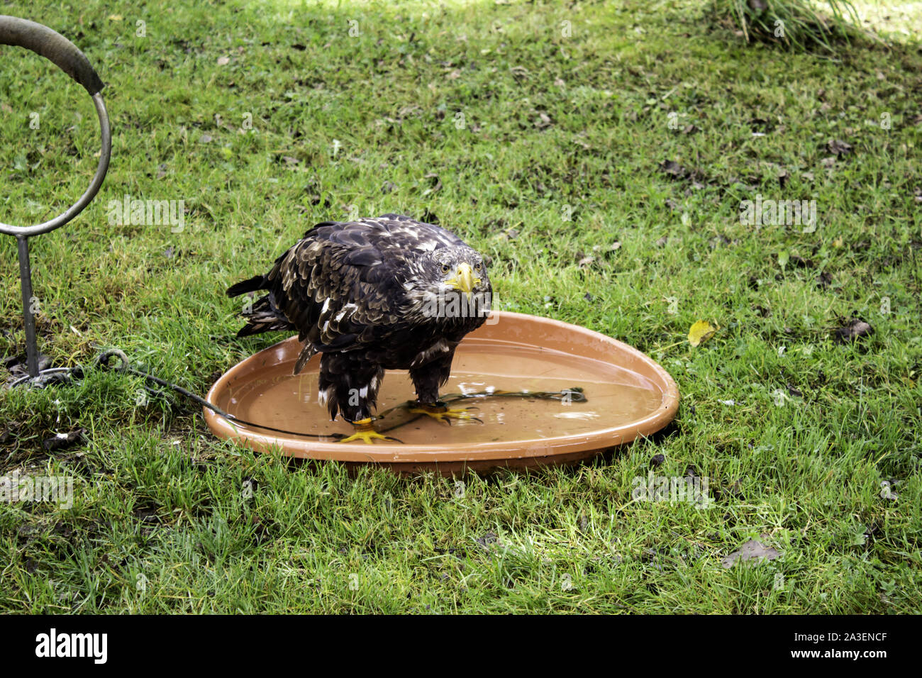 Wild eagle, animals and environment, mammals Stock Photo - Alamy
