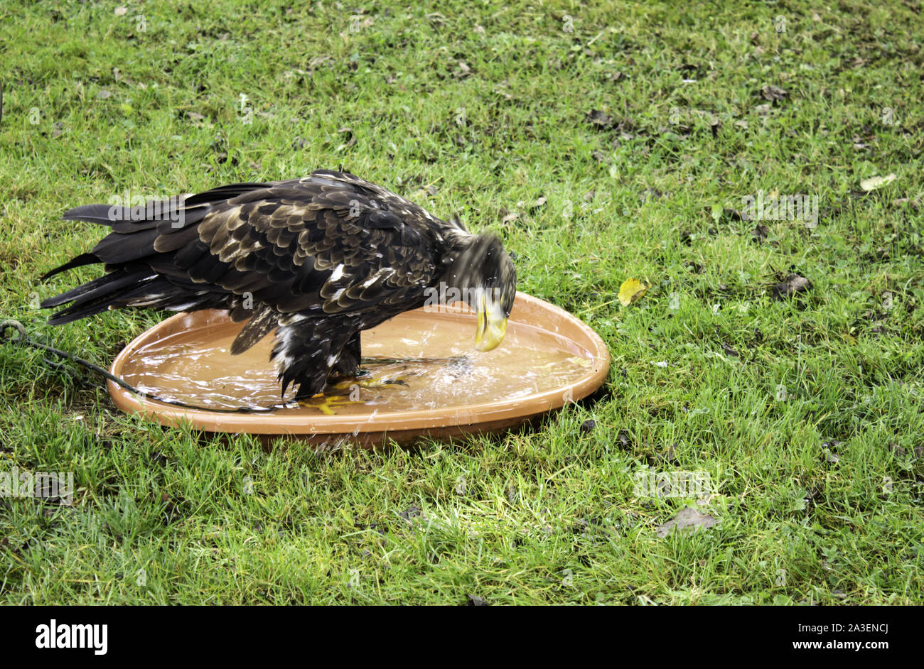 Wild eagle, animals and environment, mammals Stock Photo - Alamy