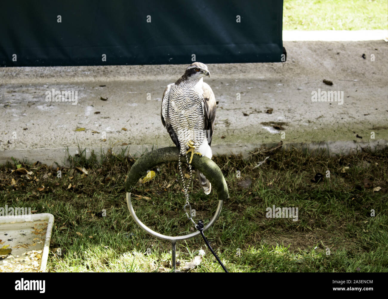 Wild eagle, animals and environment, mammals Stock Photo - Alamy