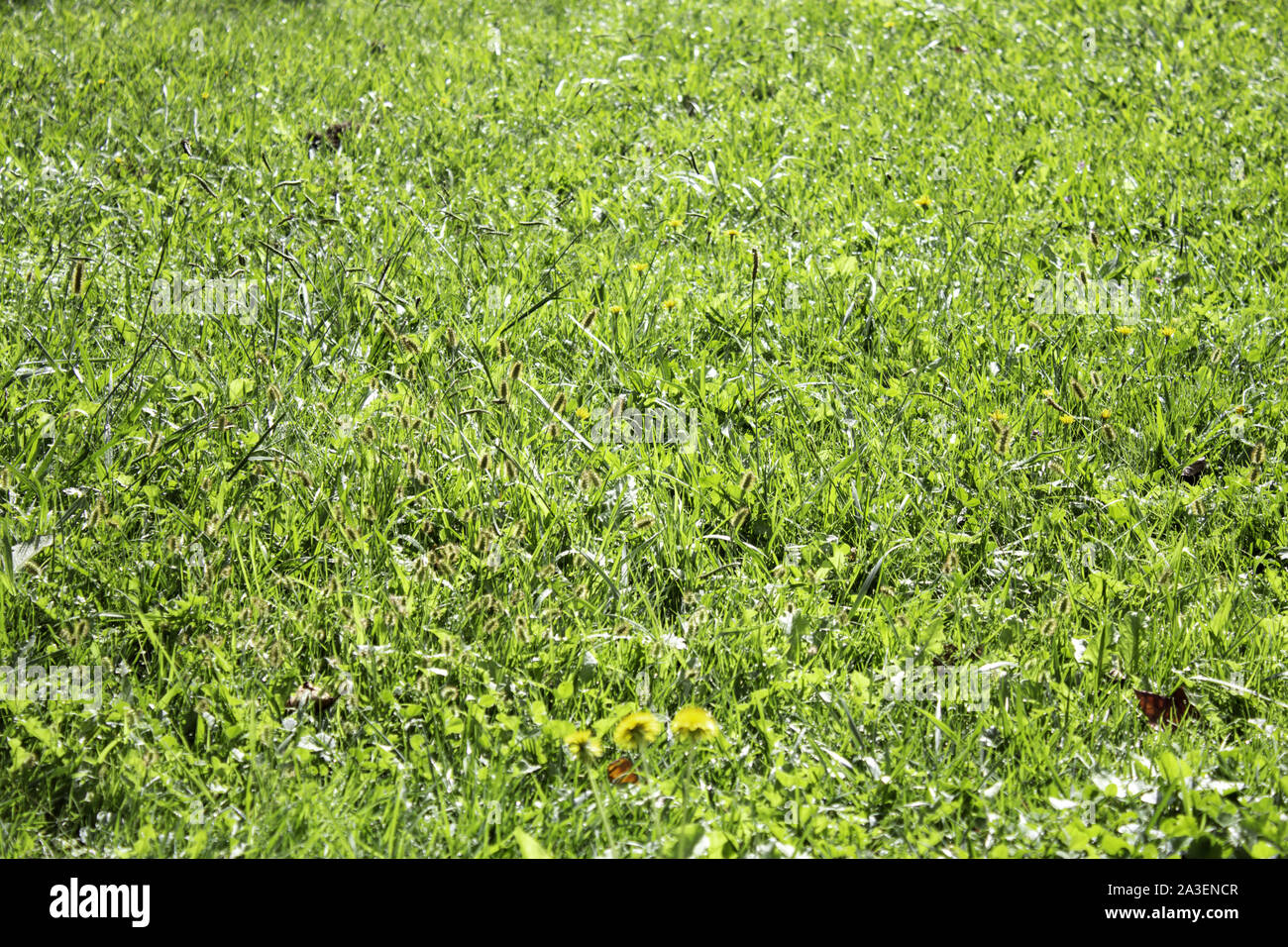 Textures Grass field, landscape and nature, exterior Stock Photo - Alamy