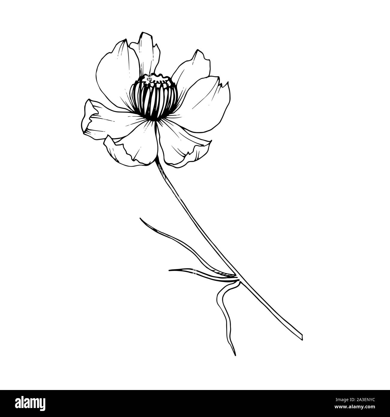Cosmea illustration Stock Vector Images - Alamy