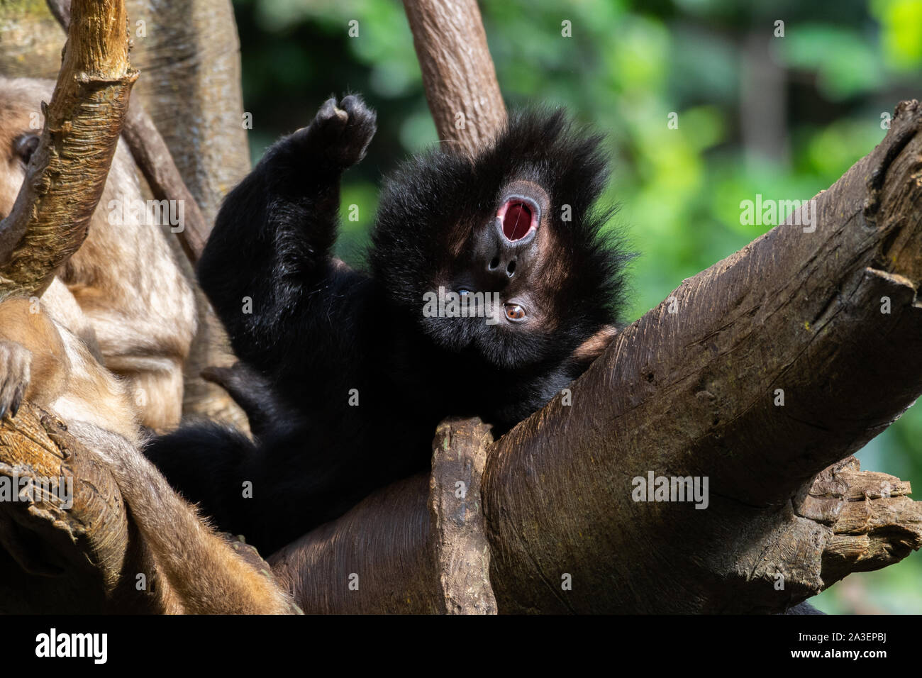 Howler Monkey Howling Stock Photo - Alamy