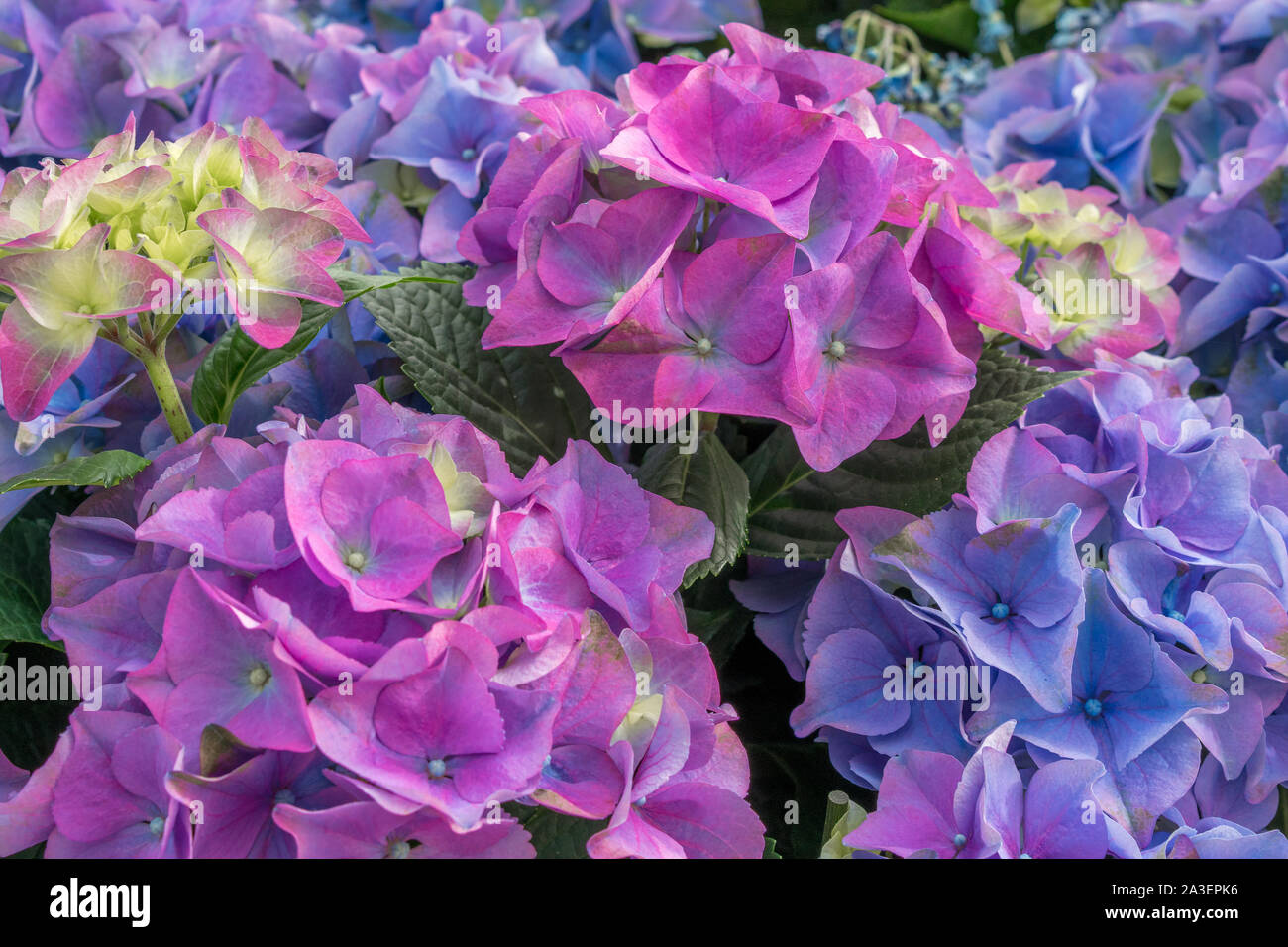Purple hydrangea and blue hydrangea bloom together Stock Photo - Alamy