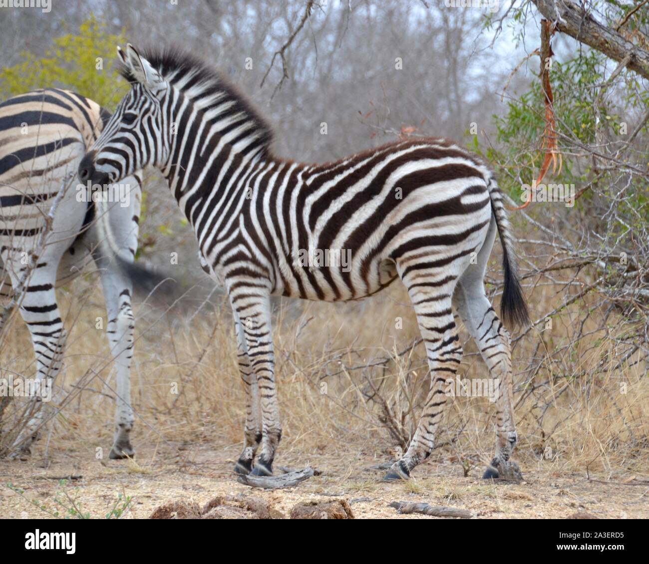 Camoflauge hi-res stock photography and images - Alamy
