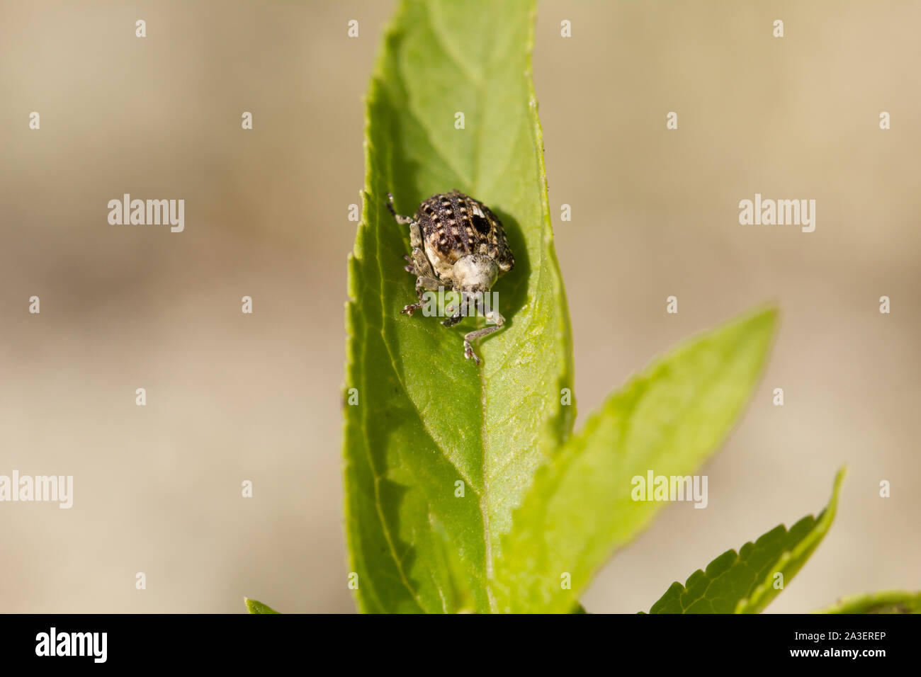 Figwort weevil hi-res stock photography and images - Alamy