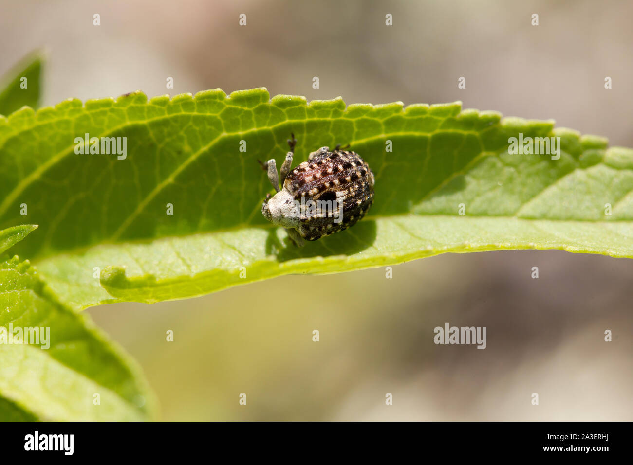 Figwort weevil hi-res stock photography and images - Alamy