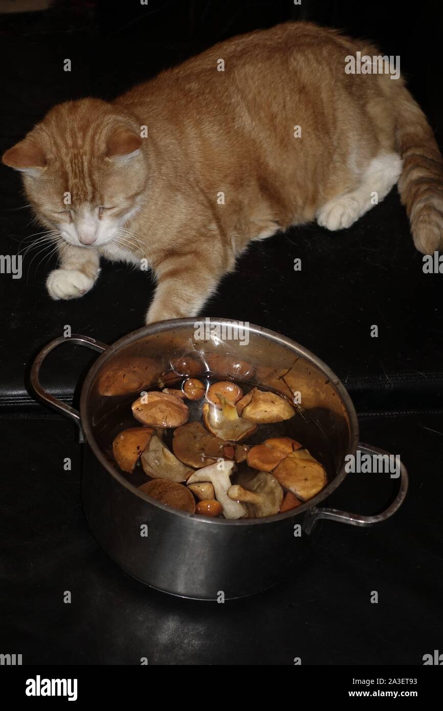 Cat Mushroom High Resolution Stock Photography and Images - Alamy