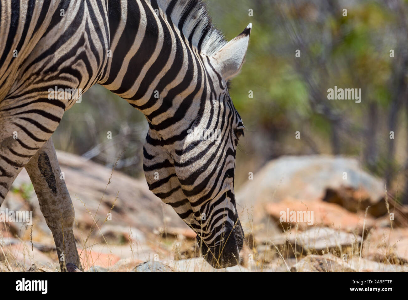 Savanna habitat hi-res stock photography and images - Alamy